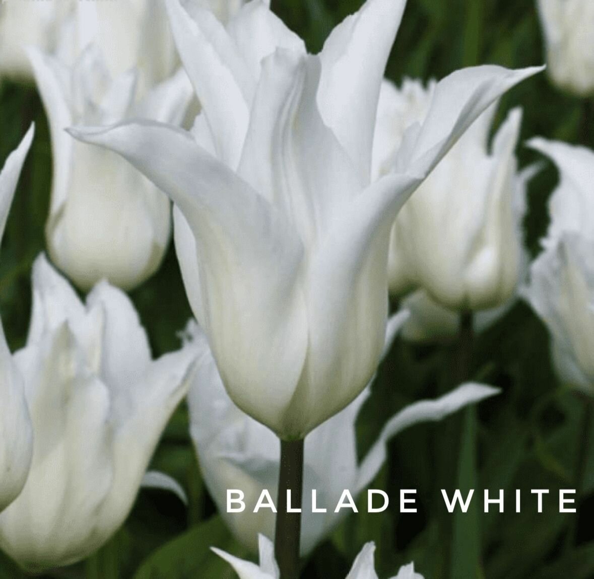 Тюльпаны лилиевидные "Ballade White", луковицы, белые, 3 шт.