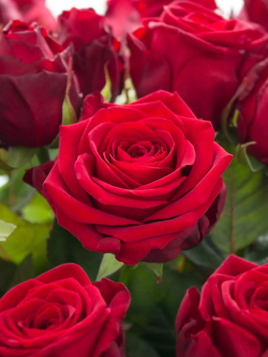 Роза чайно-гибридная Ред Наоми (Red Naomi) / розы , многолетняя