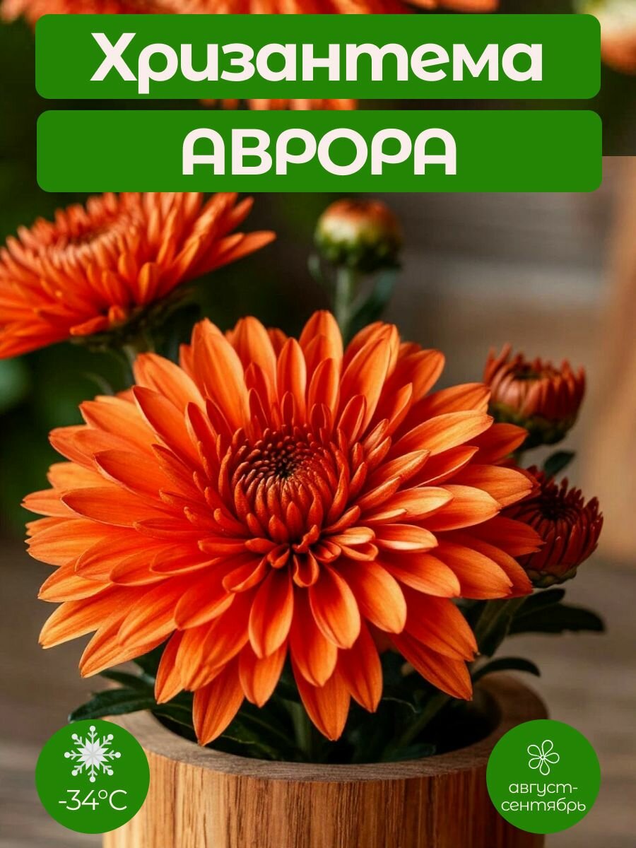 Хризантема Аврора ЗКС (горшок Р9)