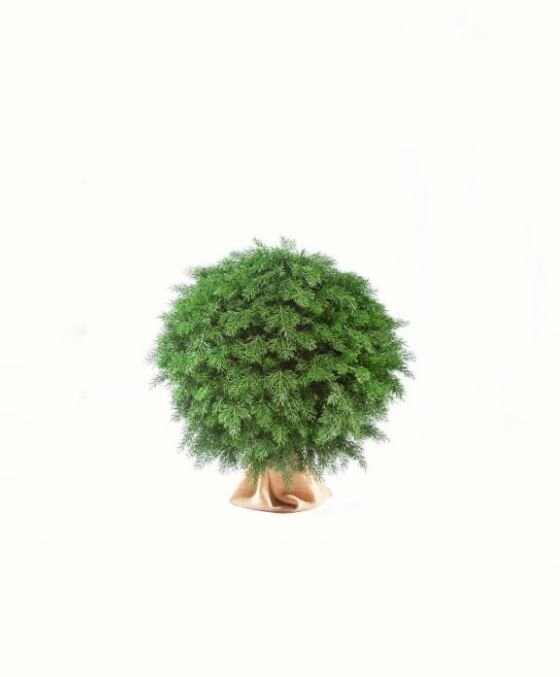 Туя шар 40 см