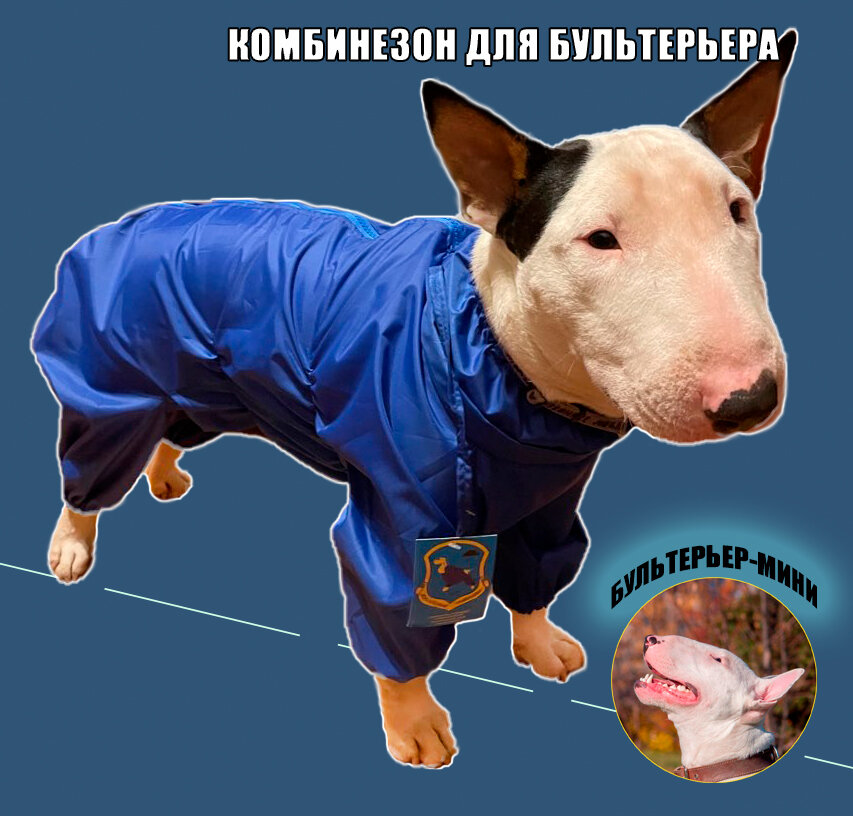 Комбинезон-дождевик для миниатюрного бультерьера кобеля, повышенной прочности, цвет василек