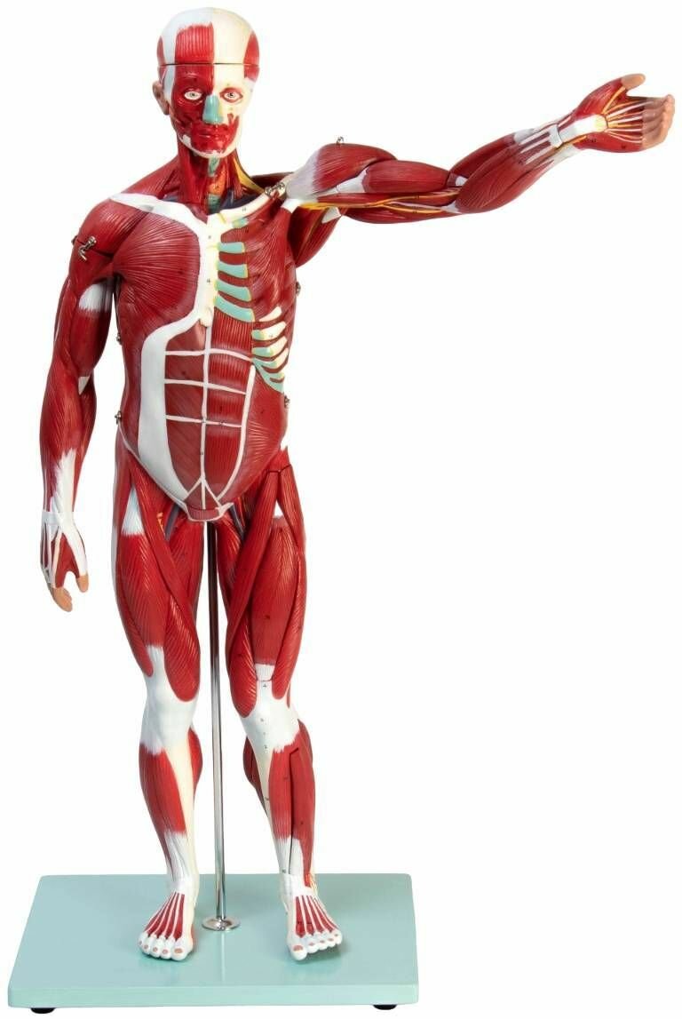Макет "Тело человека, мышцы, внутренние органы", разборная анатомическая 3D модель, наглядный материал по анатомии для школьников и студентов, набор по биологии для исследований строения тела, 78 см
