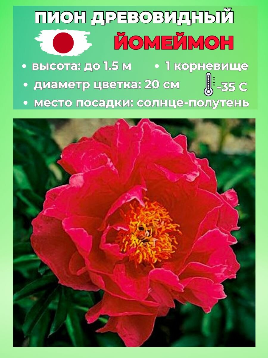 Пион древовидный корневище, 1 штука