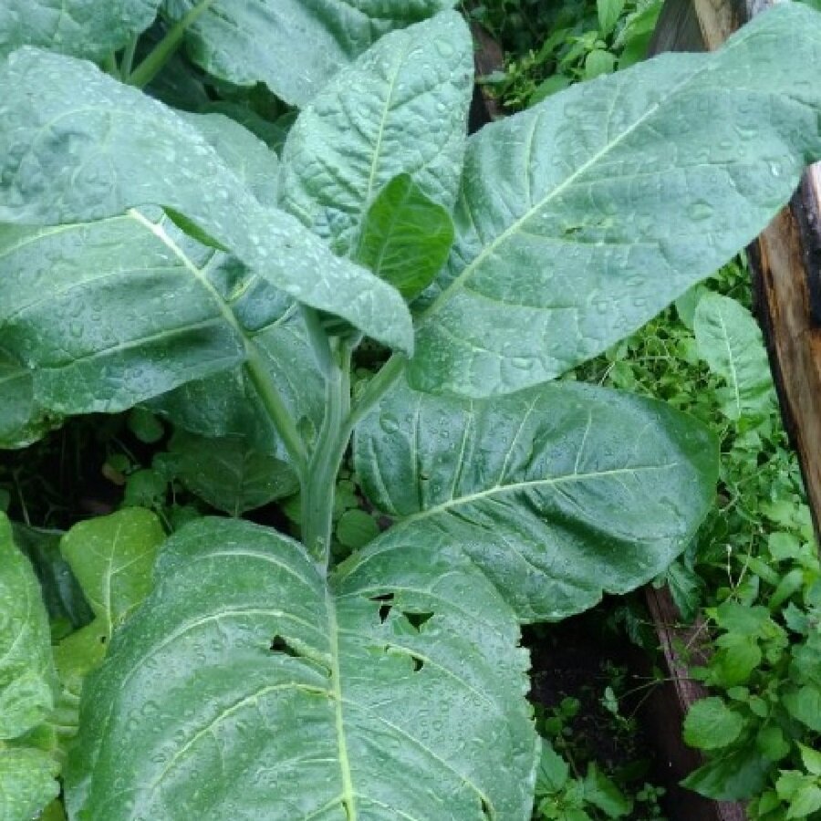 Семена Deodar SEEDS COMPANY Табак Мах-ка Бакун черный 300 шт.