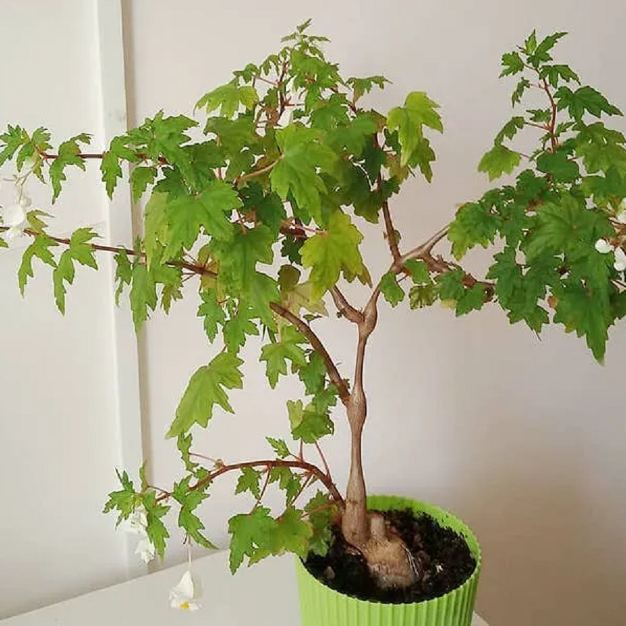 Бегония Дрэга, Begonia Dregei, Каудексная бегония, семена
