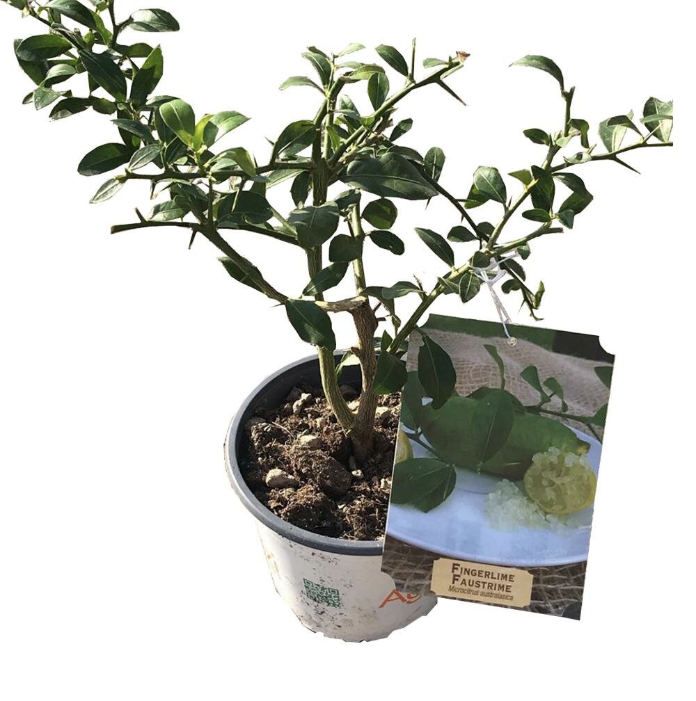 Фингерлайм - Fingerlime Faustrime D14 H40