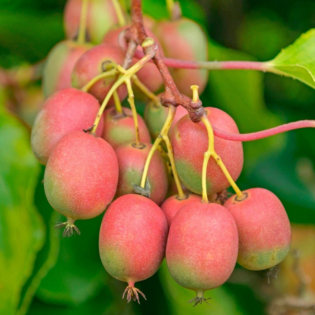 Актинидия аргута Ананасная (1 саженец в горшке Р9), Нидерланды