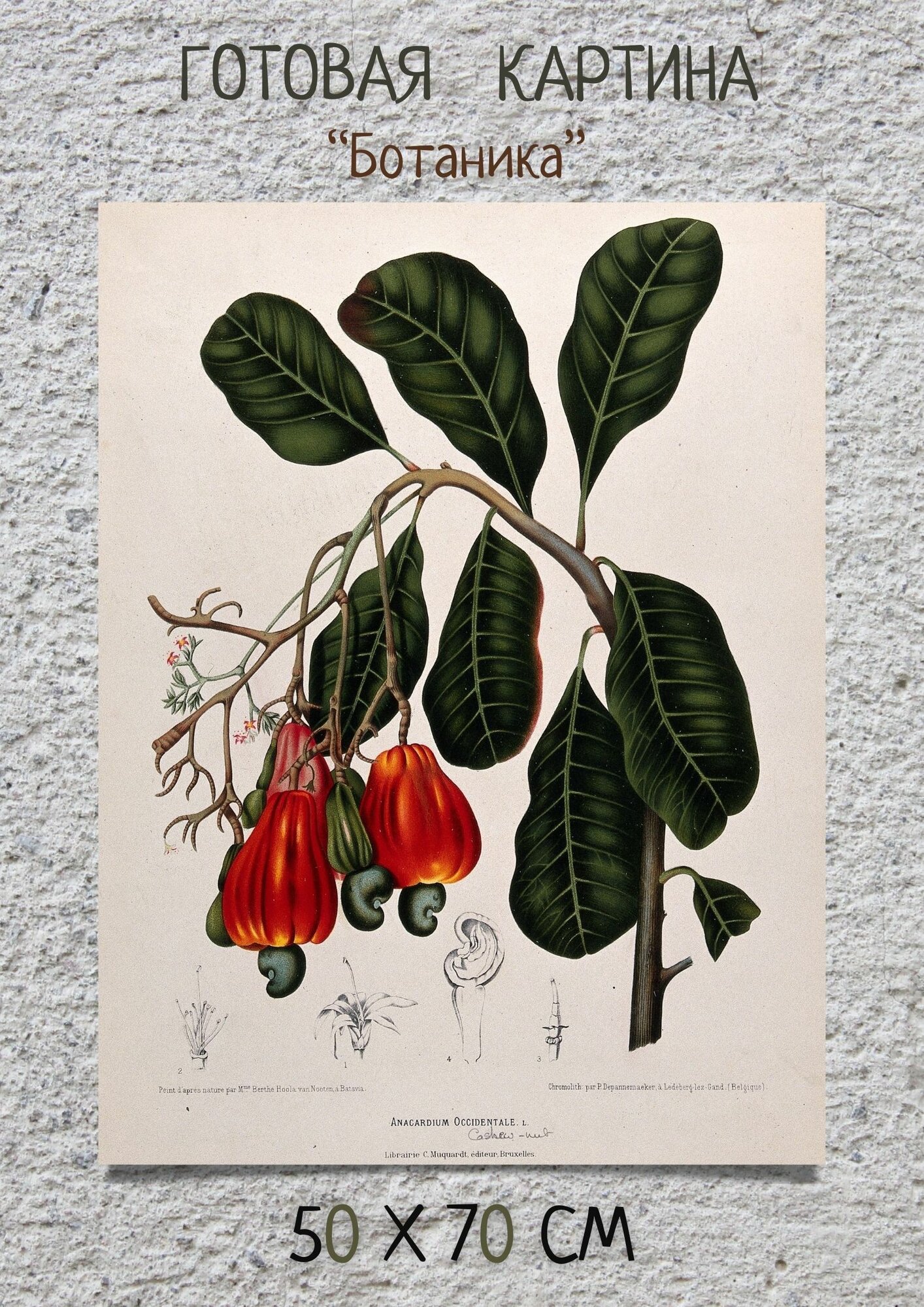 Картина на холсте в стиле Ботаника "Цветы в разрезе" 70х50