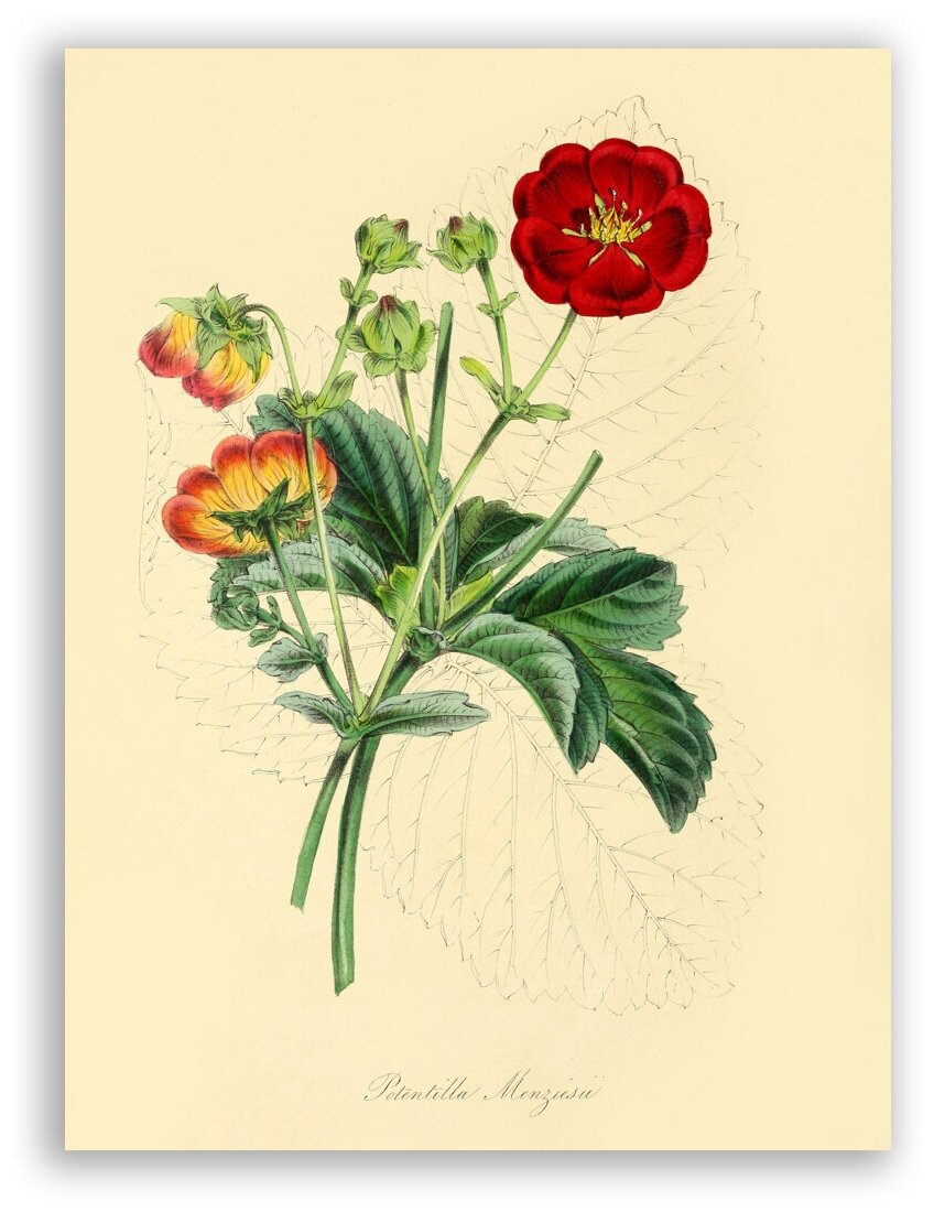 Гравюра Постер на бумаге / Potentilla Menziesii