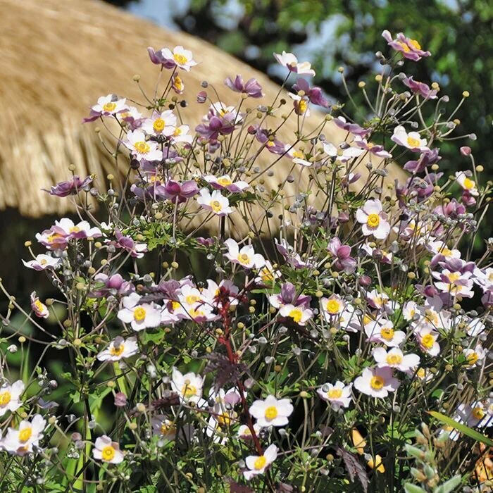 Анемона японская Нежность 1шт