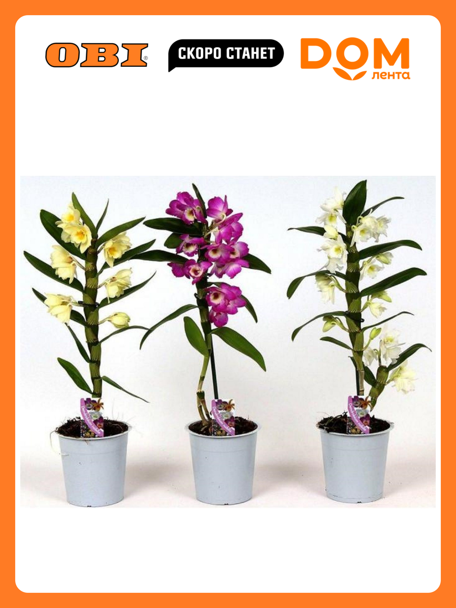 Растение Дендробиум Нобиле