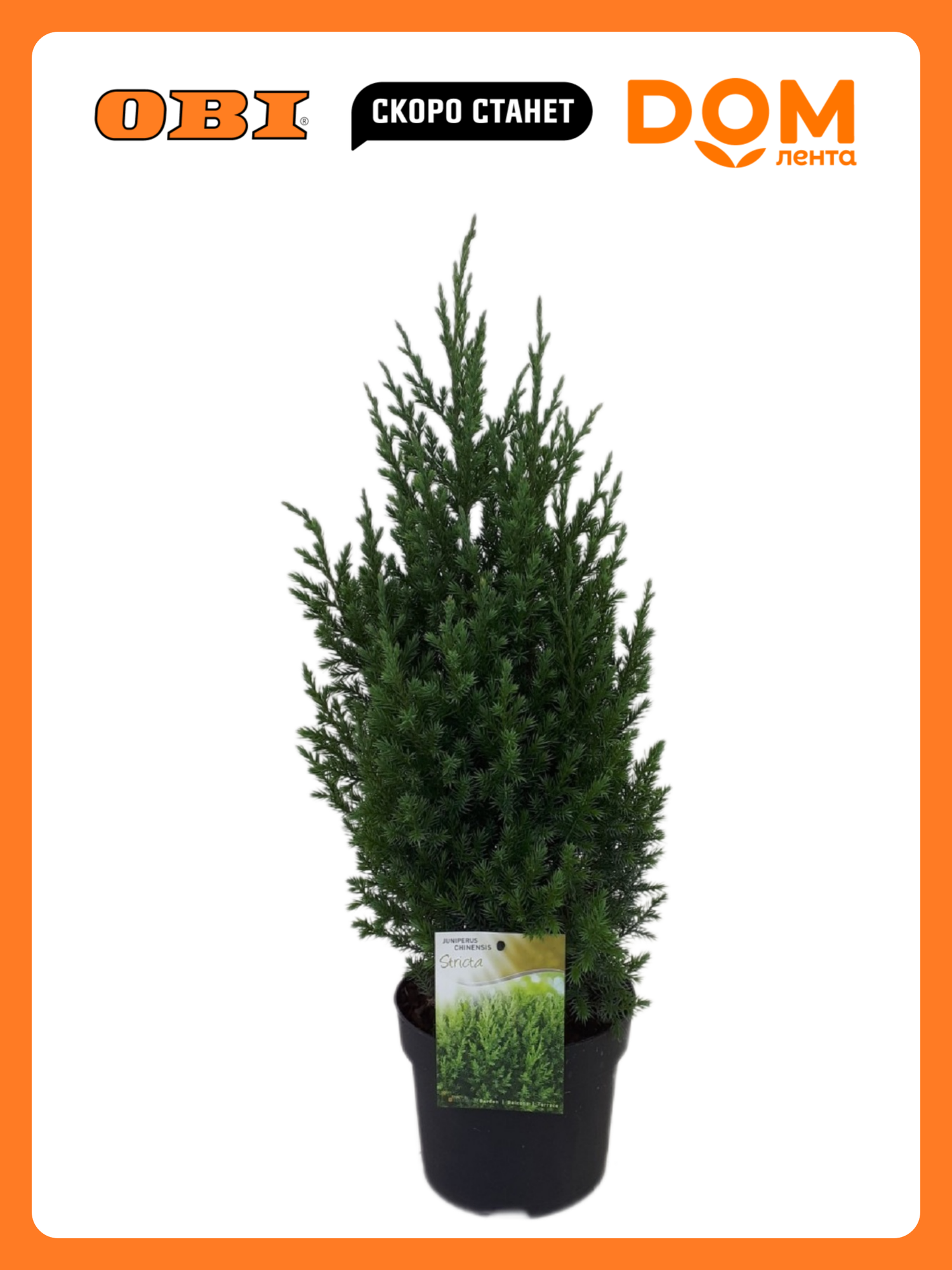 Можжевельник FLORA GROUP "Stricta", саженец, многолетнее, хвойное, декоративное растение