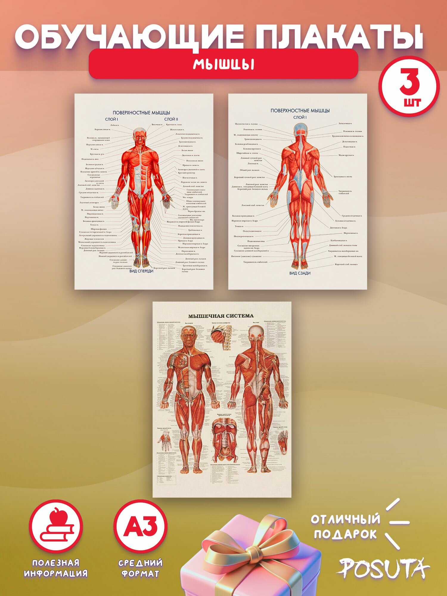 Постеры на стену интерьерные анатомия человека