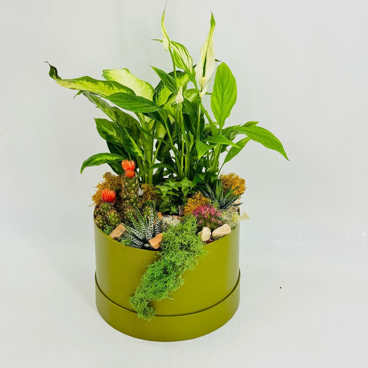 Композиция комнатных растений в шляпной коробке. Спатифиллум, диффенбахия, хавортия, кактус, суккулент