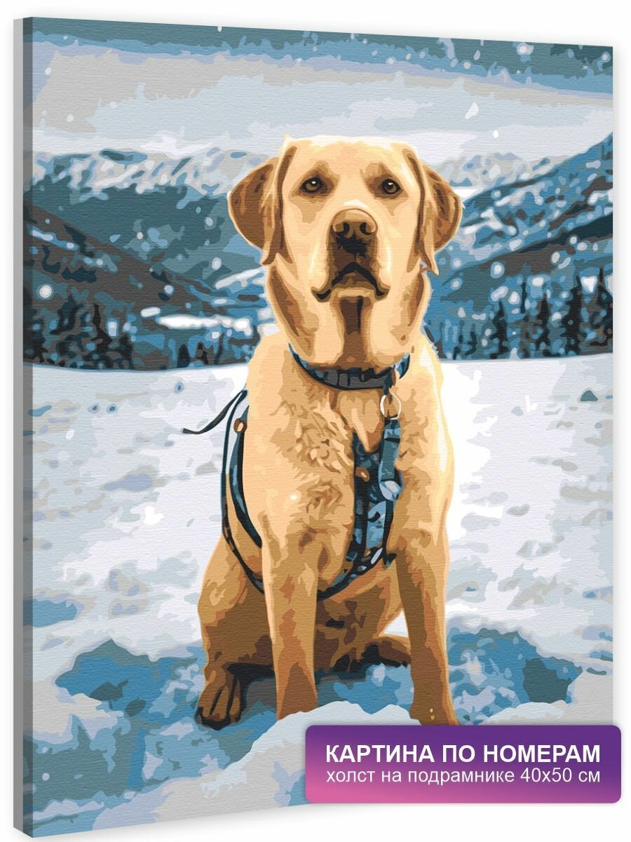Картина по номерам на холсте с подрамником 40х50 см. Природа, животные, рыбы, птицы. Собаки, щенки. "Лабрадор", арт. 5305/