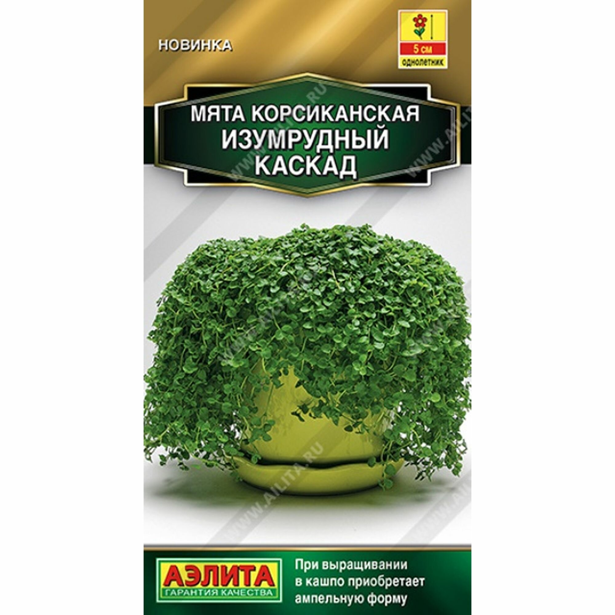 Семена Мята корсиканская - Изумрудный каскад, Аэлита, 1 пачка - 3 семя