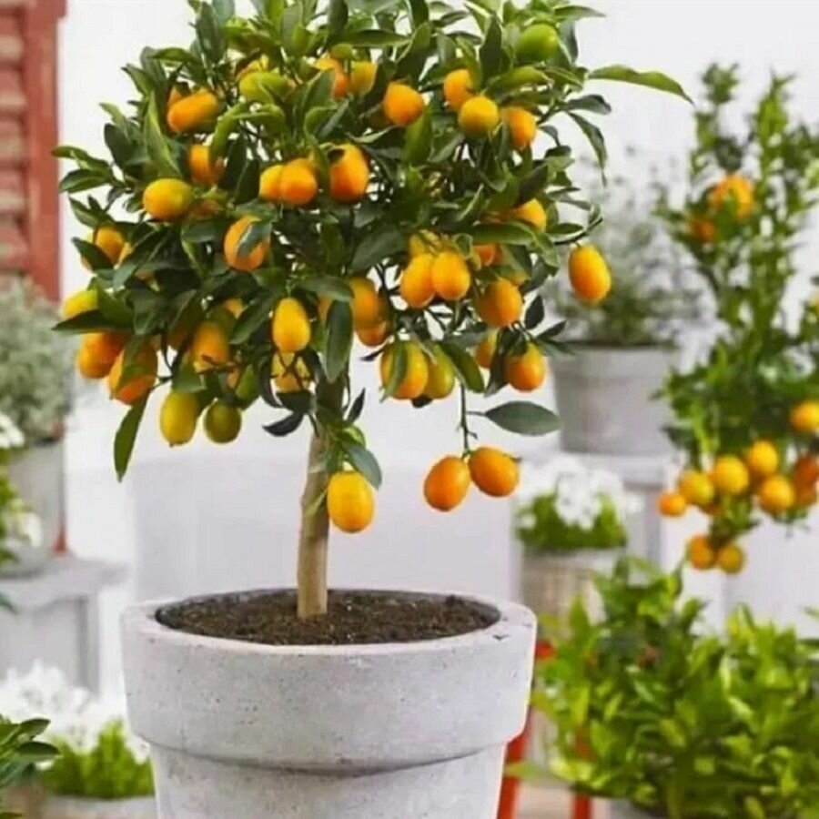 Кумкват, Золотой апельсин, Fortunella Margarita, семена