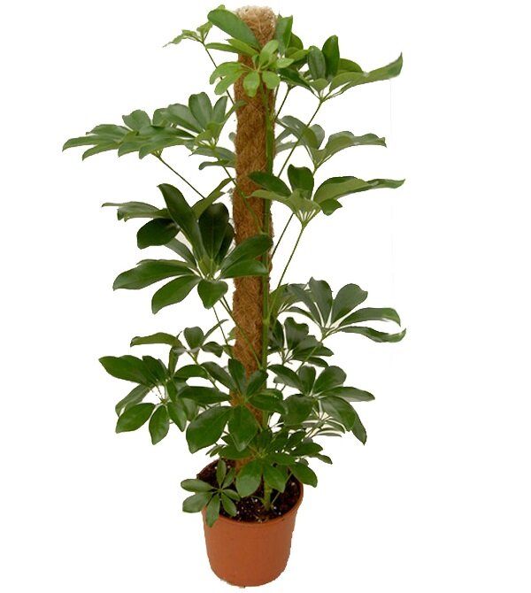 Шеффлера Компакта Кокер - Schefflera Compacta koker D20 H90