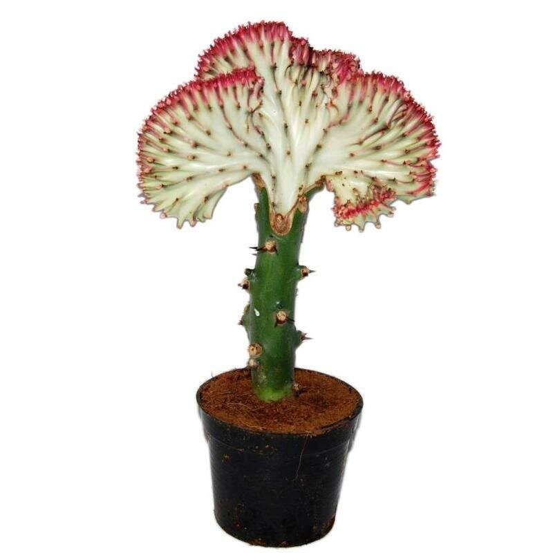 Эуфорбия лактея кристата - Euphorbia lactea forma cristata D10 H25
