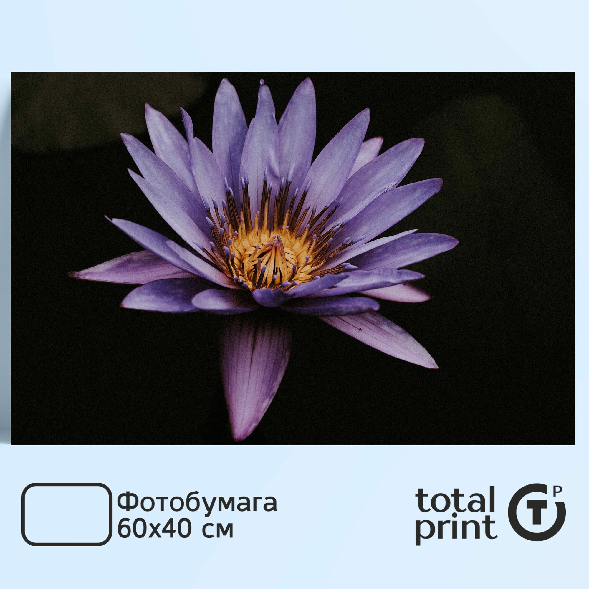 TotalPrint Постер для интерьера, Цветы, букет, композиция, 60х40см.