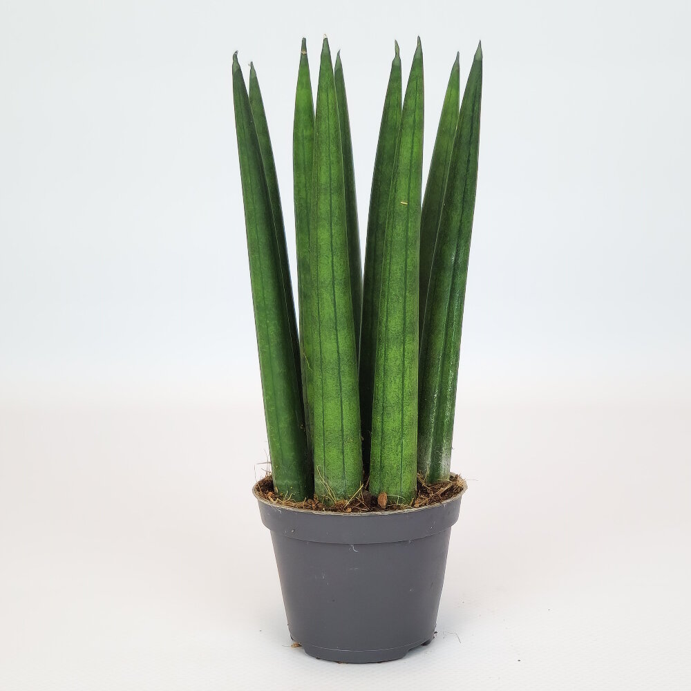 Сансевиерия Цилиндрическая , D-5