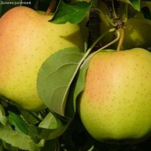 Яблоня Ананас/Осенняя (1 саженец), Россия