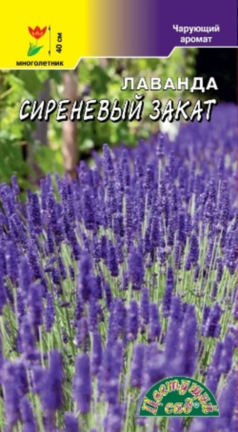 Семена Лаванда Сиреневый закат (0,1 г), многолетник, Цветущий сад