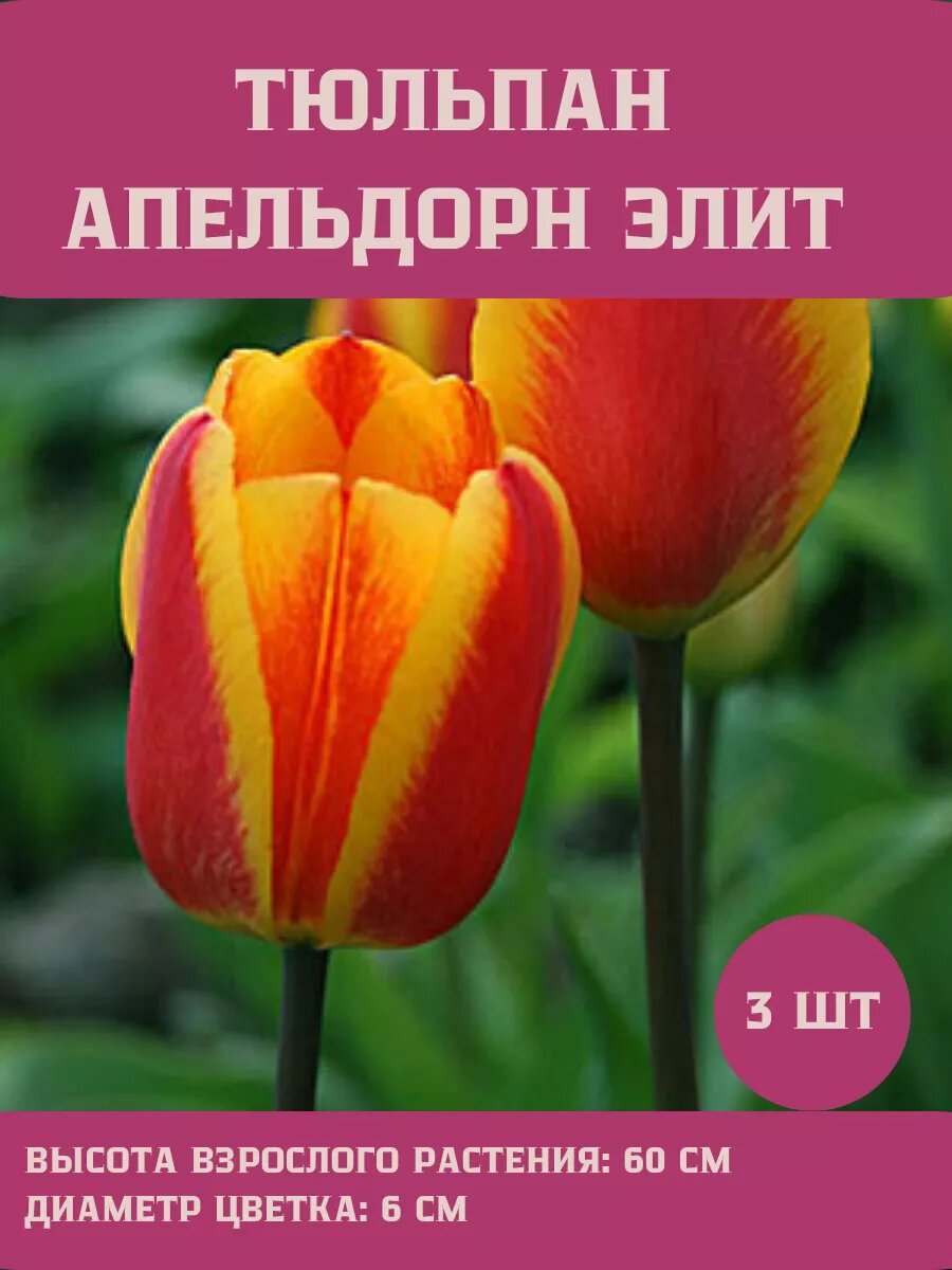 Тюльпан махровый лилиецветковый попугайный
