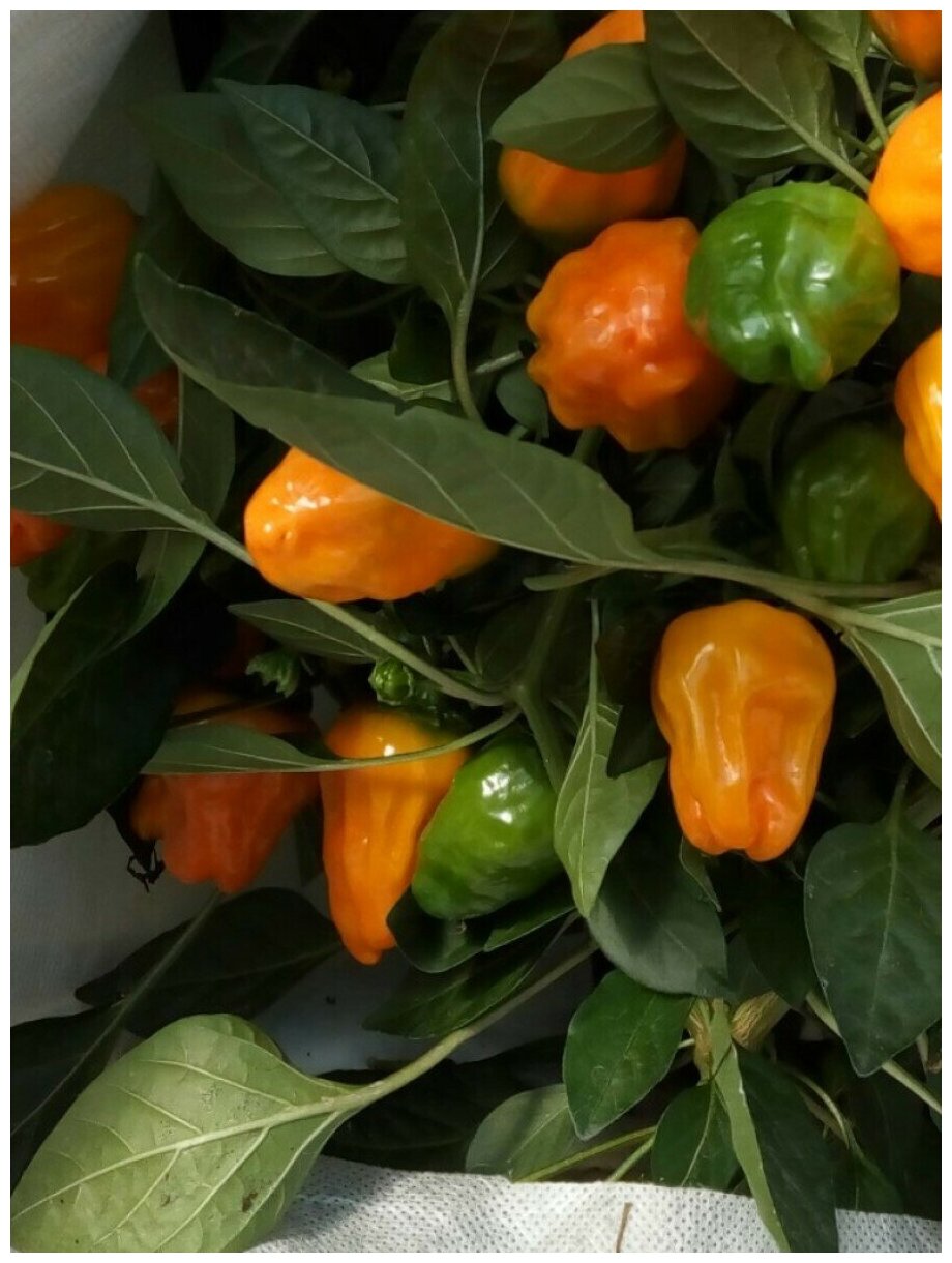 Острый перец Ямайский оранжевый семена 5 штук