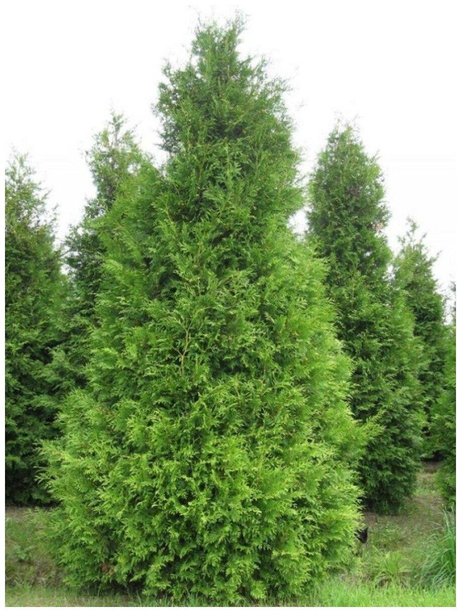 Туя западная семена 30 штук