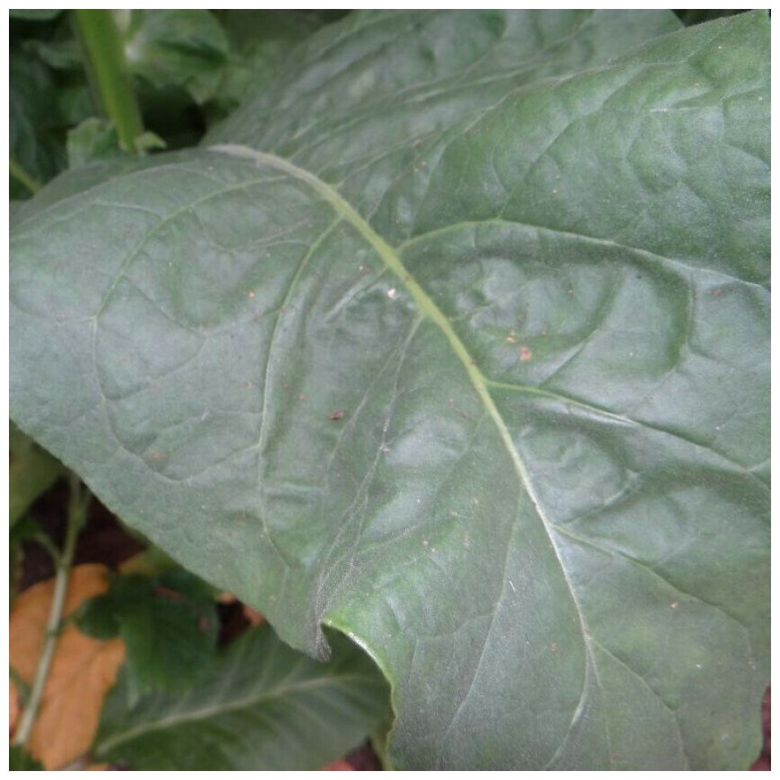 Семена Орешка Табак Mostrenco 300 ШТ