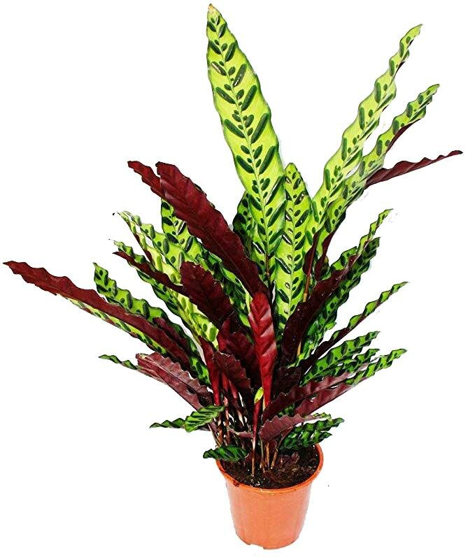 Калатея Лансифолия - Calathea Lancifolia D17 H55