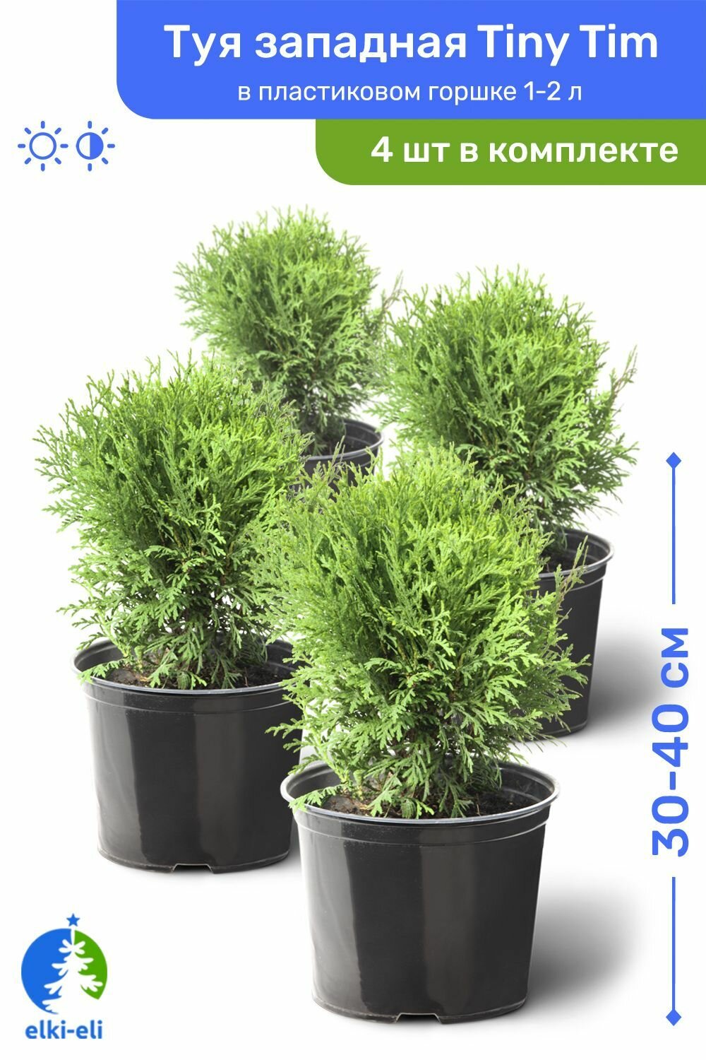 Туя западная Tiny Tim (Тини Тим) 30-40 см в пластиковом горшке 1-2 л, саженец, хвойное живое растение, комплект из 4 шт