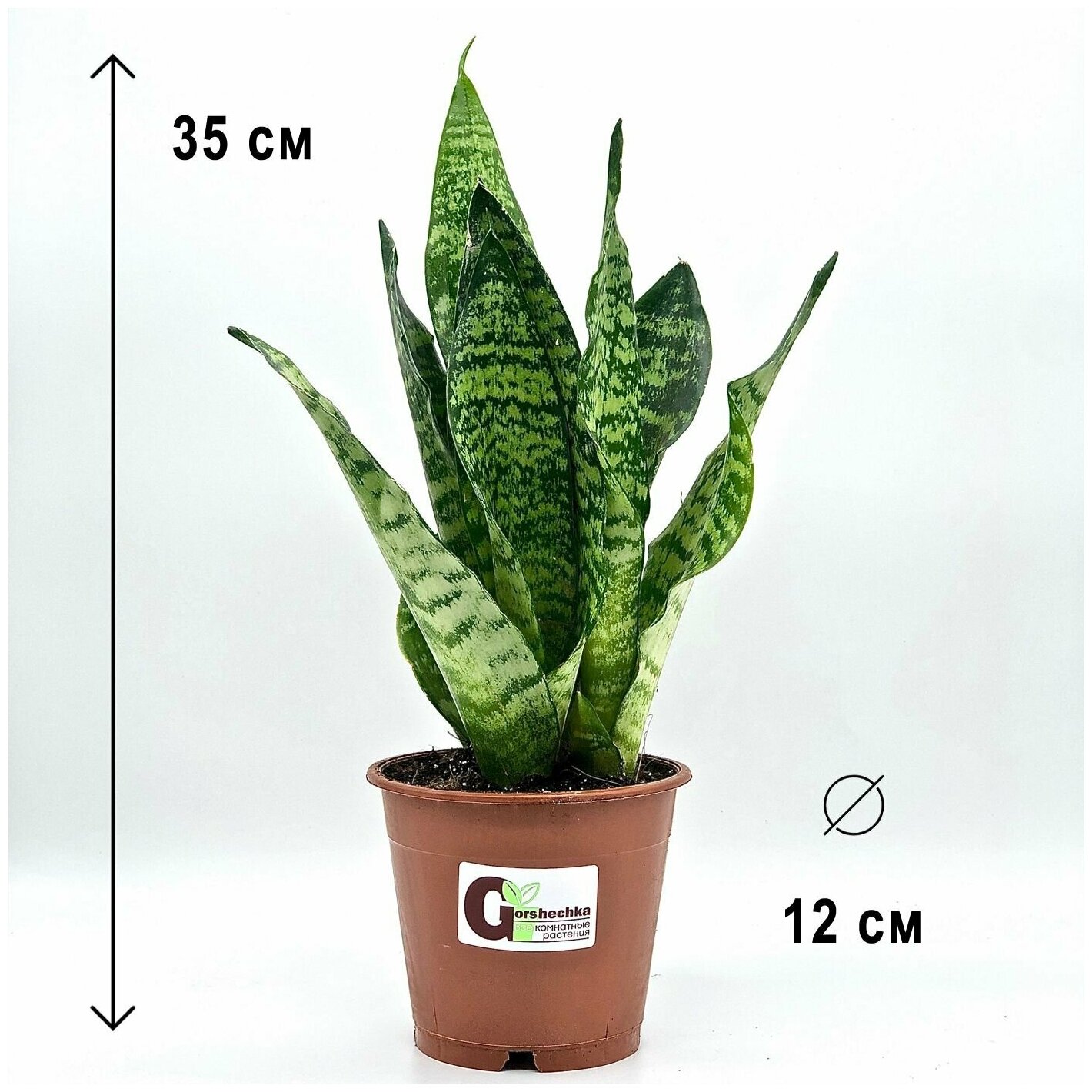 Сансевиерия Зейланика, высота 30-40см
