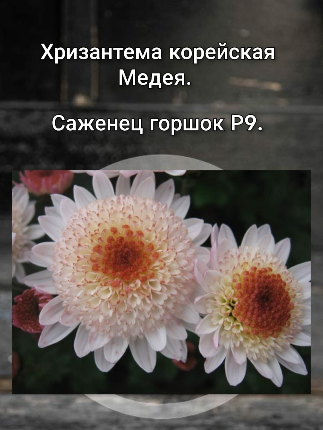 Хризантема корейская Медея