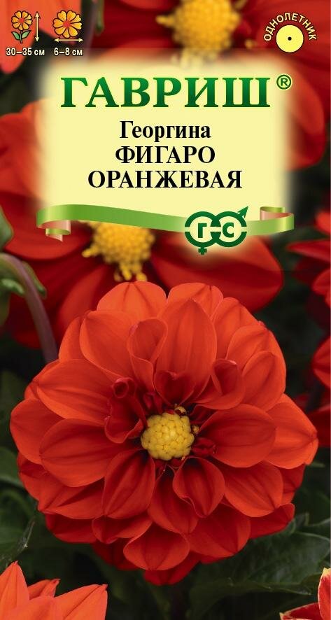 Семена Георгина Фигаро оранжевая 7шт Одн 35см (Гавриш)