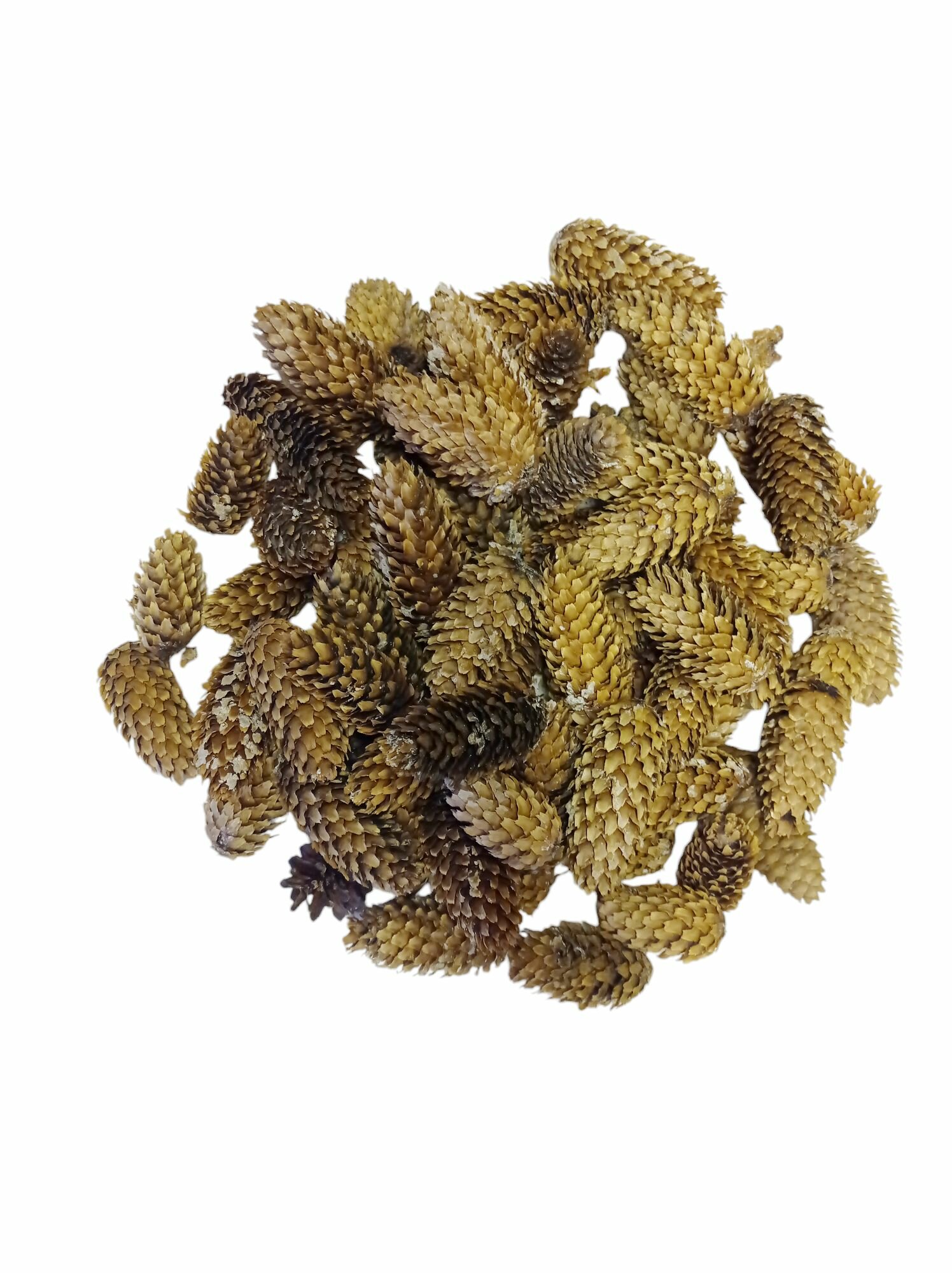 Шишки голубой ели 3 л.