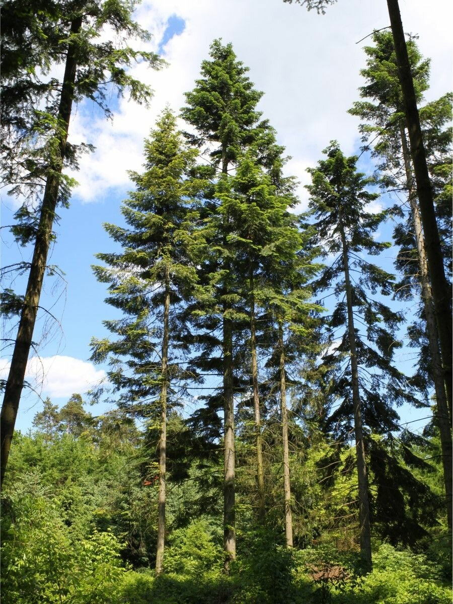 Пихта великая семена 20 штук