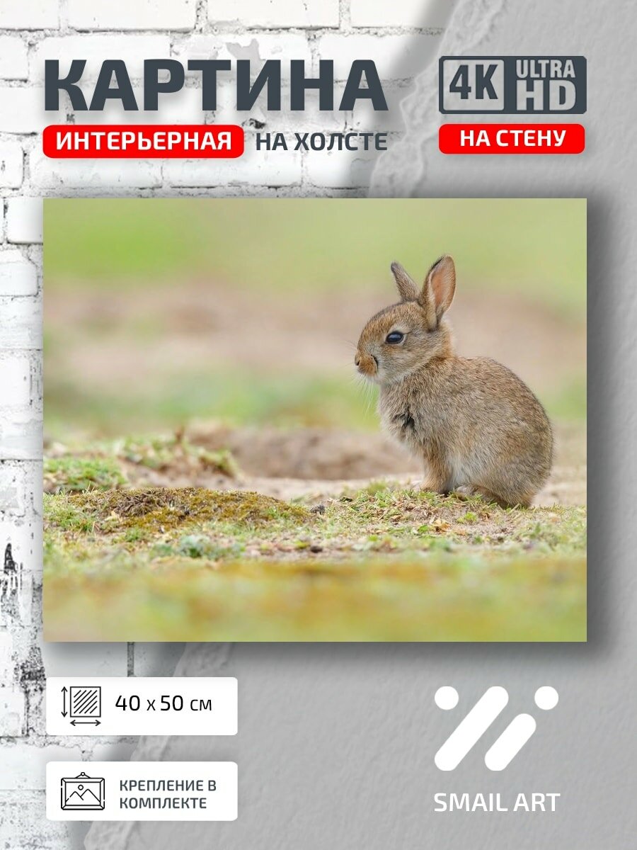 Картина на холсте интерьерная 40 на 50 на стену Животные Крольчонок для спальни атмосфера