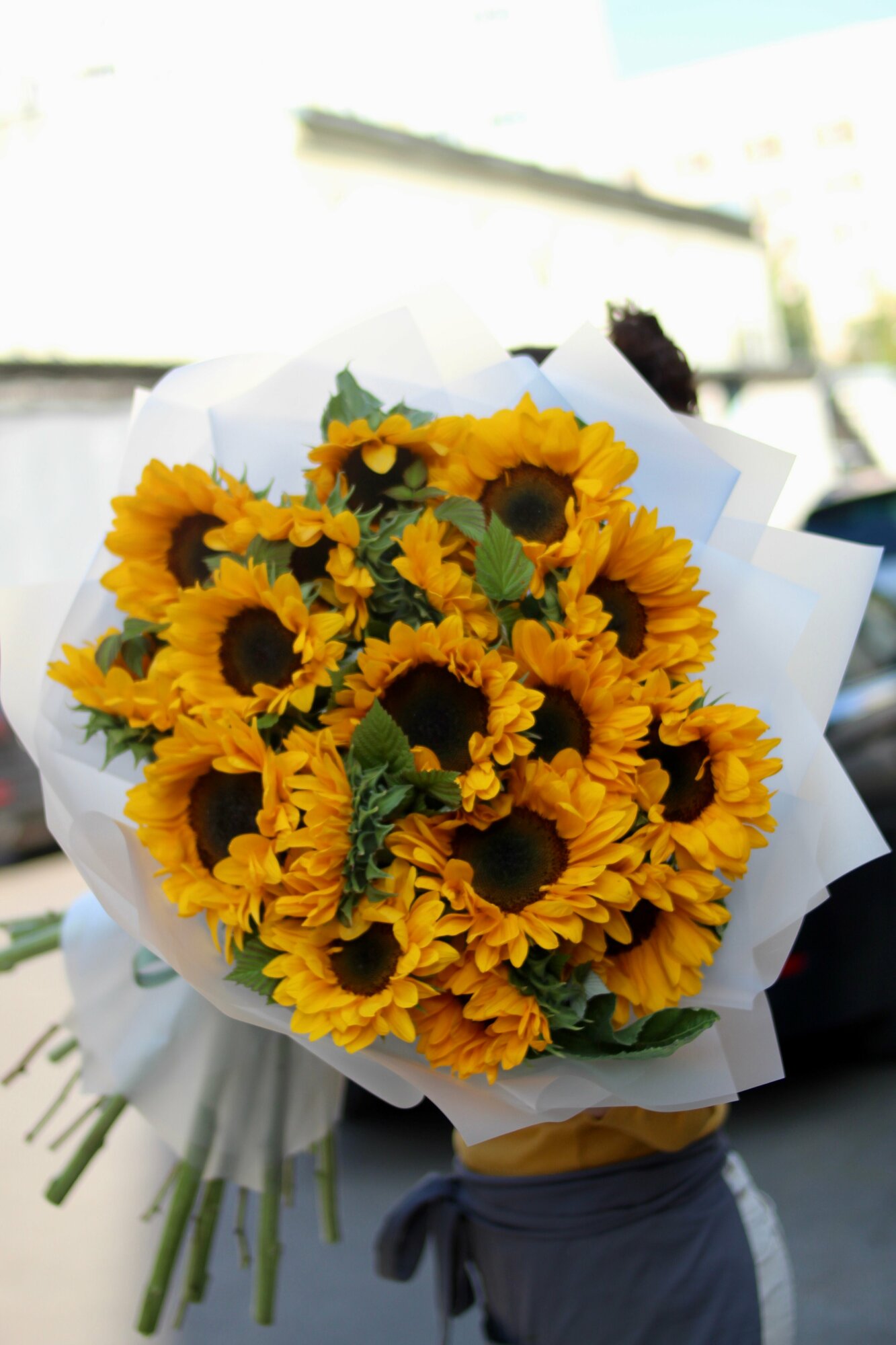 17 Крупных Подсолнухов