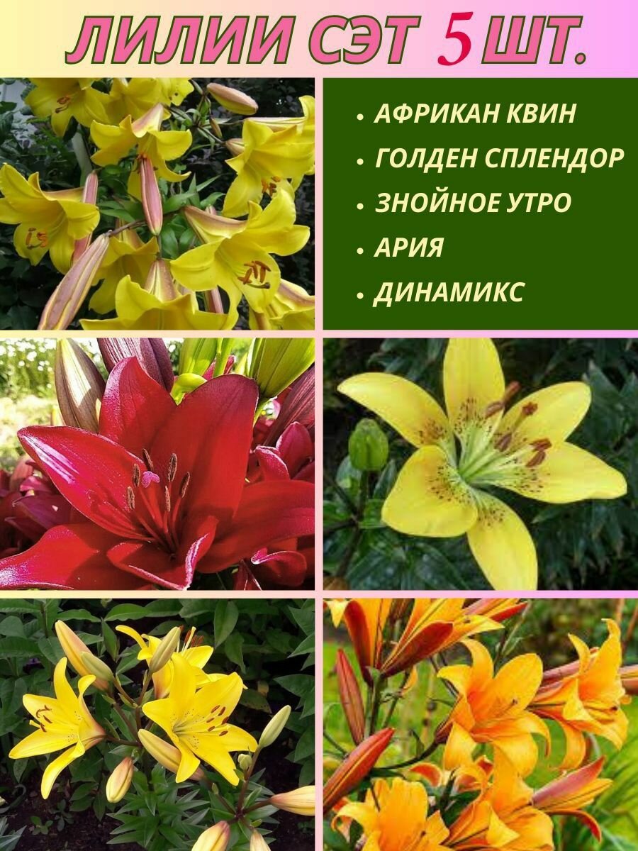 Лилии азиатские, луковицы, сет из 5 штук