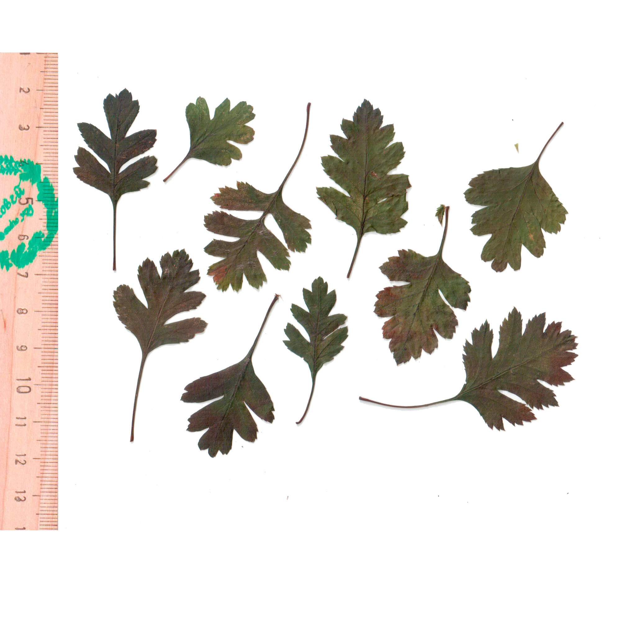 Боярышник, стабилизированные листья для гальваники и барельефов, 10 шт