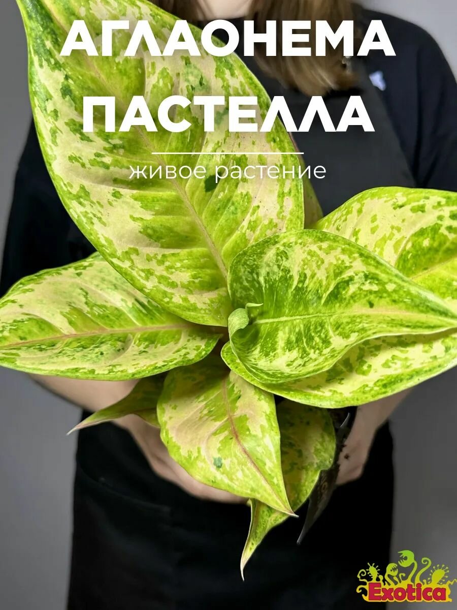 Аглаонема Пастелла (Aglaonema Pastela) D12см, растение в горшке