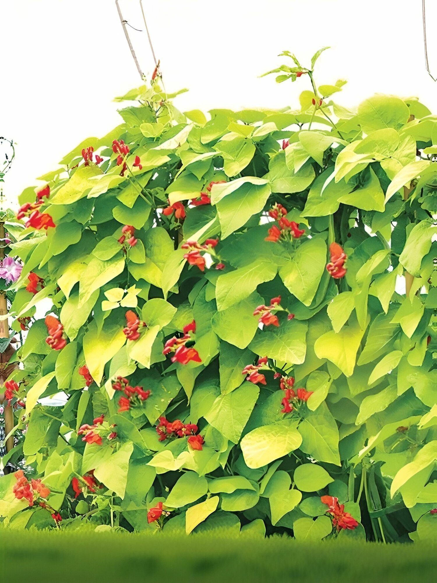 Семена Фасоль вьющаяся Голден Файер