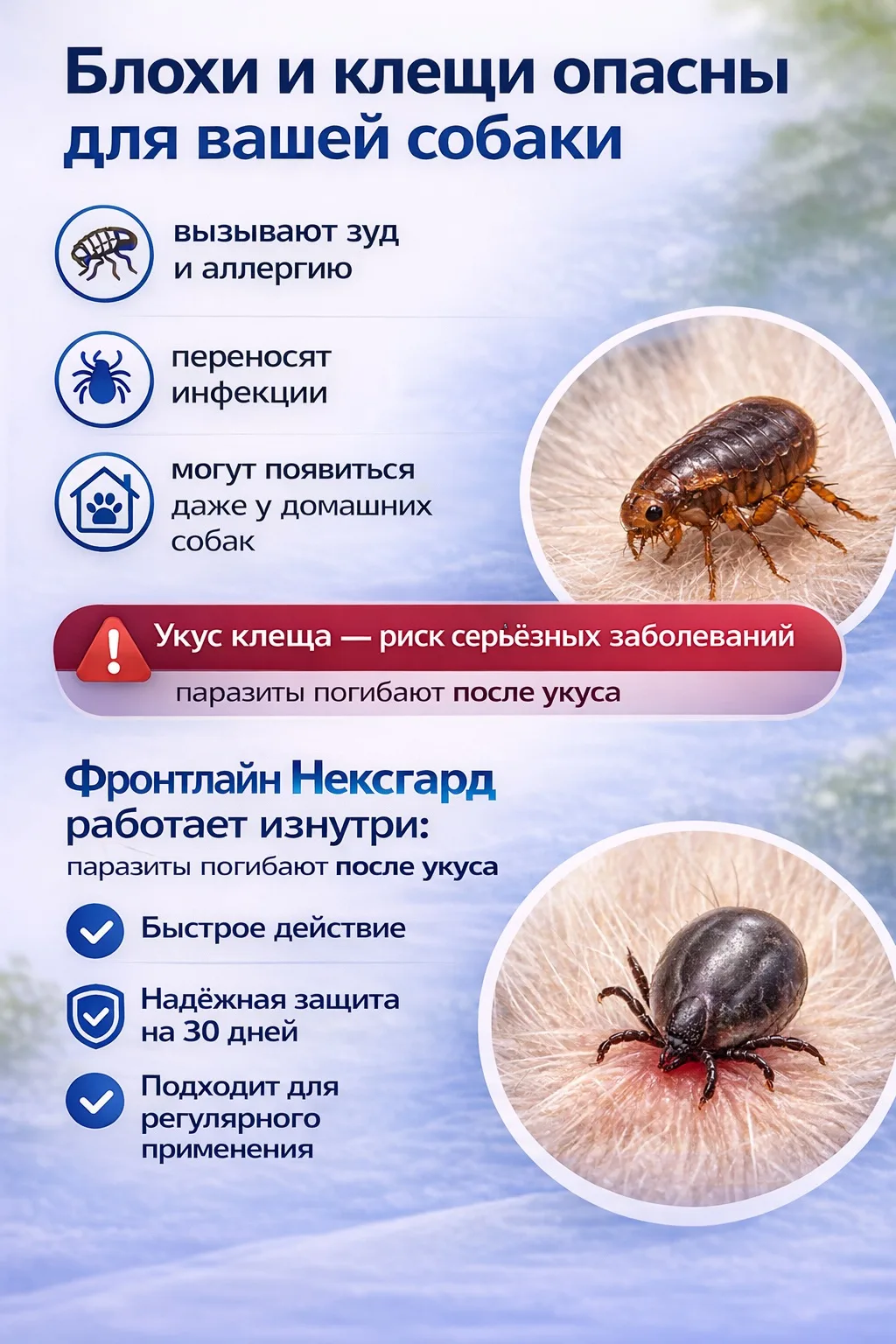 Фронтлайн Нексгард 3 таблетки для собак весом 2-4кг от блох и клещей — фото 1
