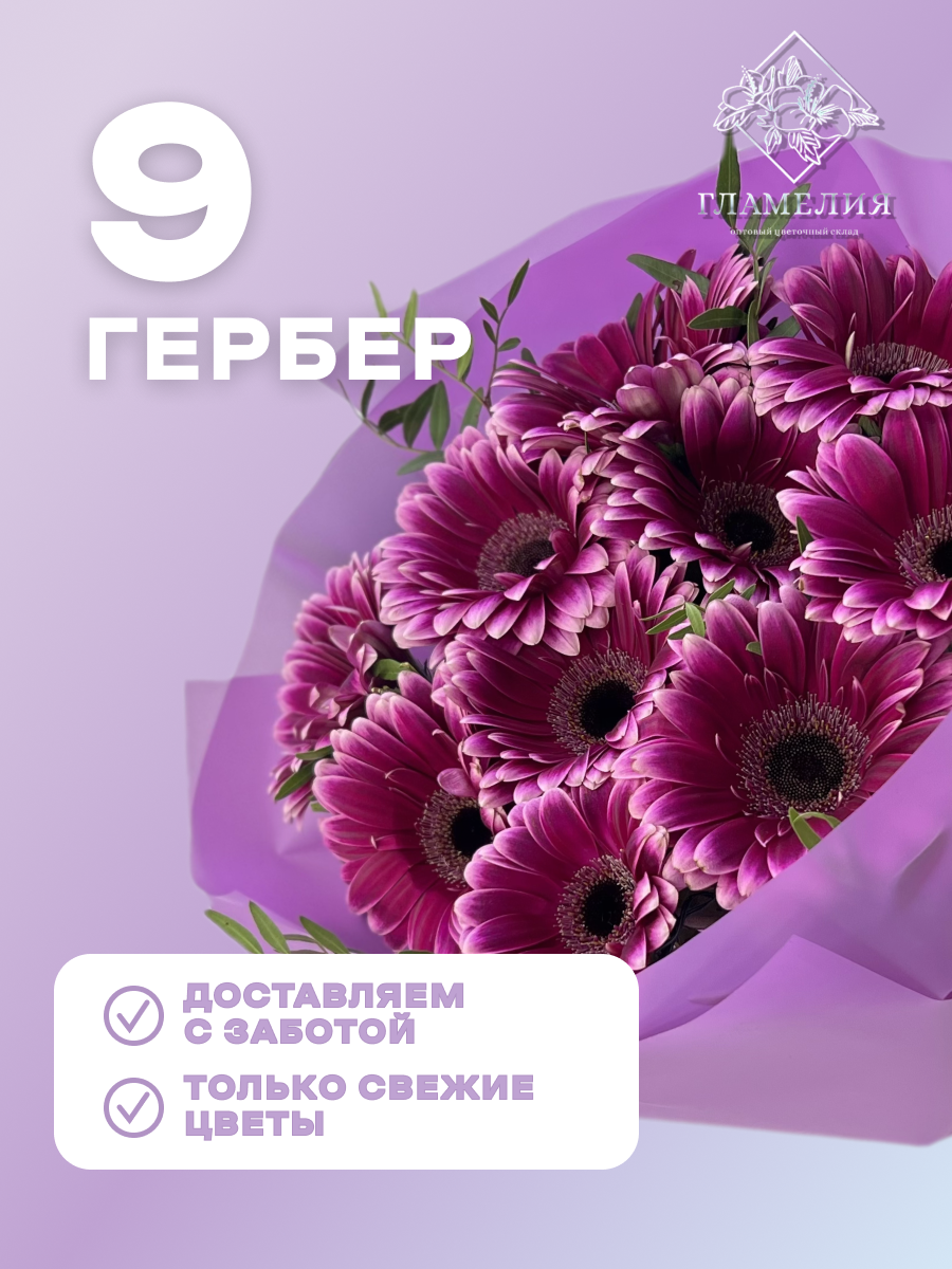 «Бархатная тайна»: 5 бордовых гербер в фиолетовой пленке – купить свежие цветы с доставкой в Москве