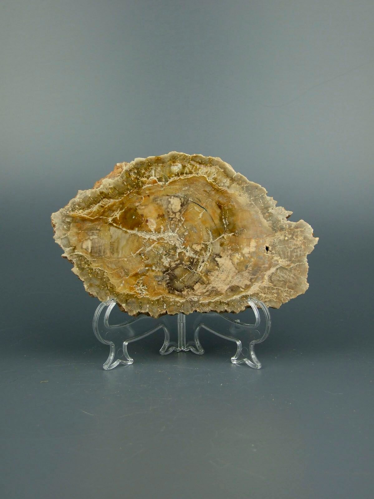 Окаменелое дерево из Мадагаскара 18*11 см 680 грамм