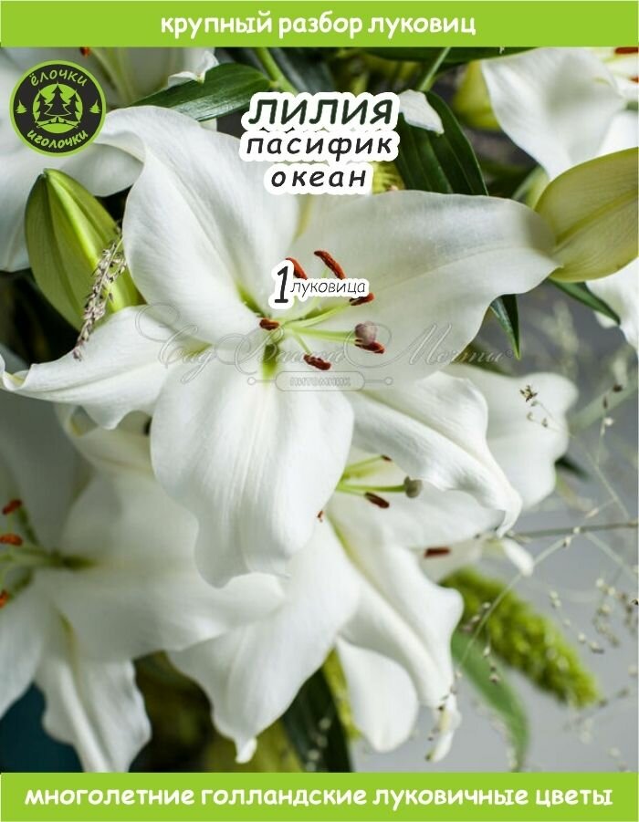 Лилия Луковица, Пасифик Осеан 1 шт