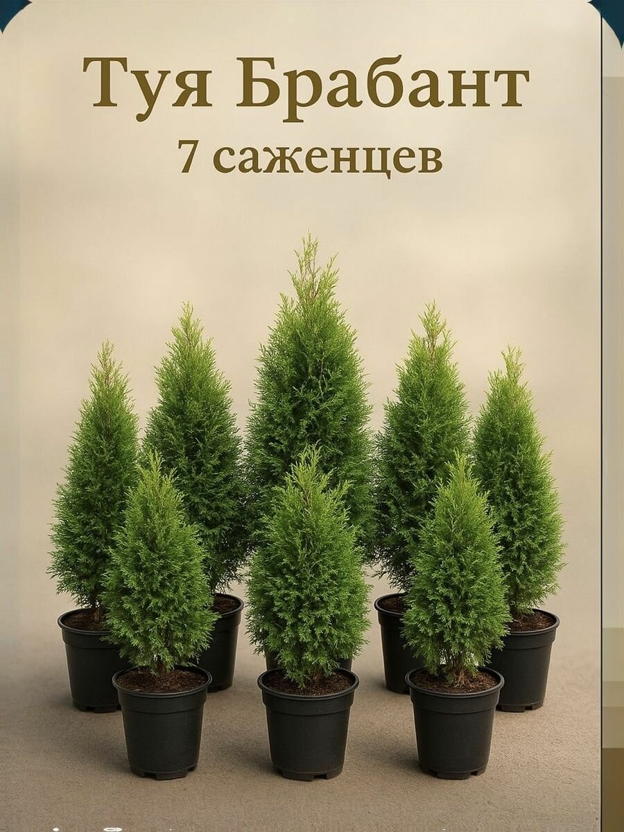 Туя Брабант, живая изгородь, быстрая посадка, круглогодичная посадка