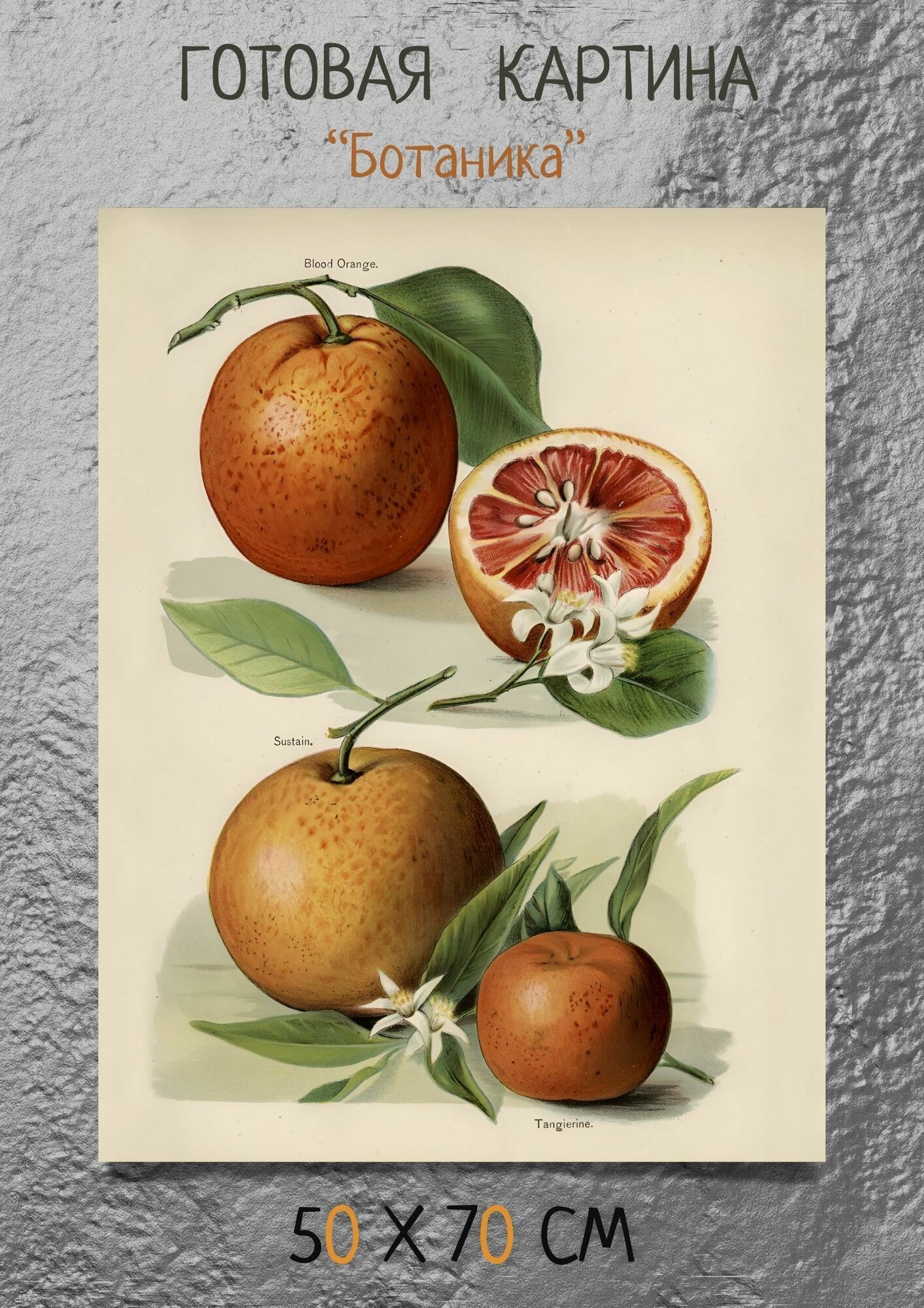 Картина на холсте в стиле Ботаника "Цитрусовые" 70х50
